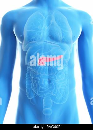 Illustration of a man's pancreas Stock Photo - Alamy