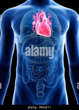 Illustration of a man's heart Stock Photo - Alamy