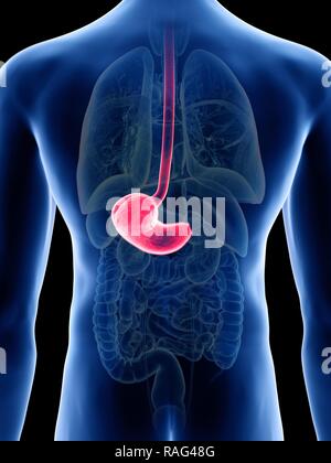 Illustration of a man's stomach Stock Photo - Alamy