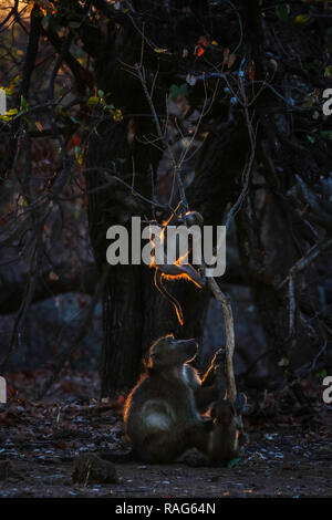 STUNNING PICTURES have captured the moment a grumpy chacma baboon ...