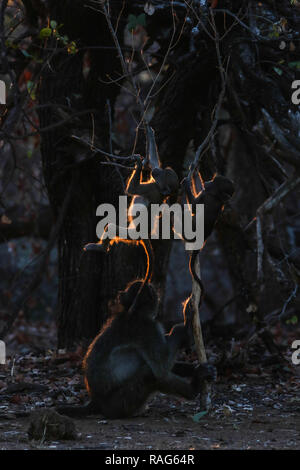 STUNNING PICTURES have captured the moment a grumpy chacma baboon ...