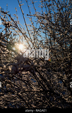 the sun in the cold rays passes through the grass and drowns snow Stock ...