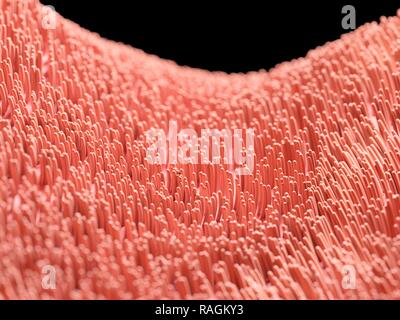 Illustration of human cilia Stock Photo - Alamy