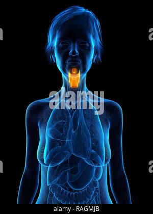 Illustration of an old woman's larynx Stock Photo - Alamy