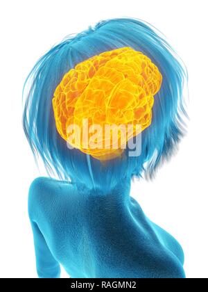Illustration of an old woman's brain Stock Photo - Alamy