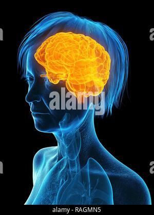 Illustration of an old woman's brain Stock Photo - Alamy