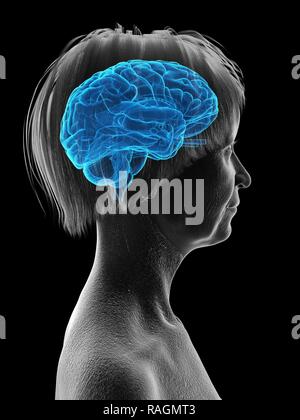 Illustration of an old woman's brain Stock Photo - Alamy