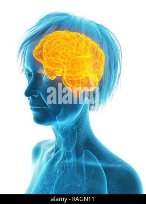 Illustration of an old woman's brain Stock Photo - Alamy