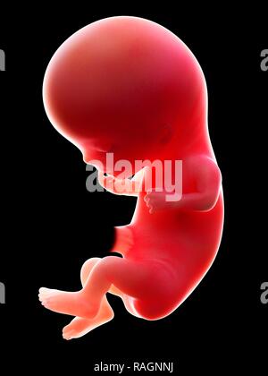 Human foetus anatomy at week 11, illustration Stock Photo - Alamy