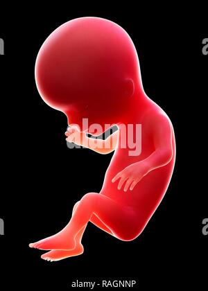 Human fetus at week 14, illustration Stock Photo - Alamy