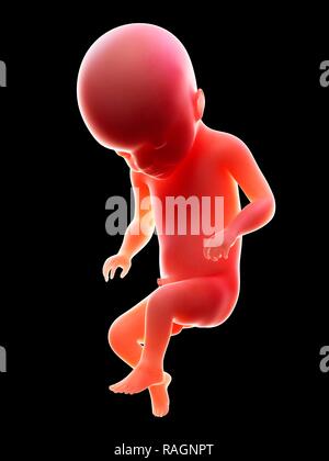 Foetus, week 22, illustration Stock Photo - Alamy