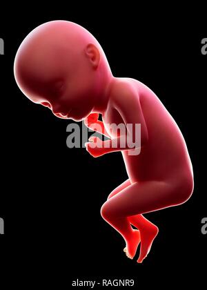 Human foetus anatomy at week 33, illustration Stock Photo - Alamy