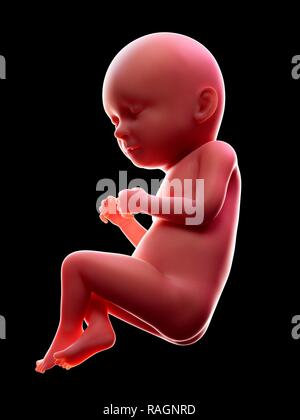 Human fetus at week 37, illustration Stock Photo - Alamy
