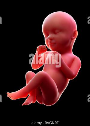 Illustration of a human foetus, week 39 Stock Photo - Alamy