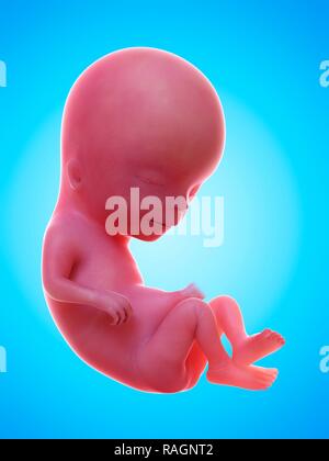 Human fetus at week 13, illustration Stock Photo - Alamy