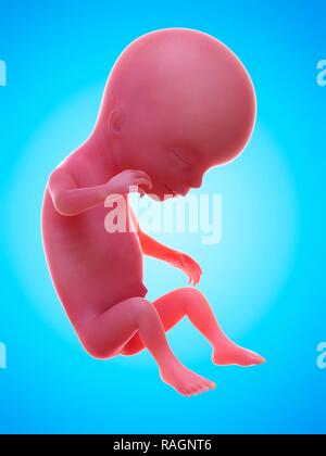 Illustration of a human foetus, week 14 Stock Photo - Alamy