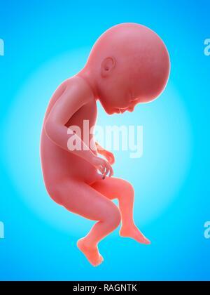 Illustration of a human foetus, week 22 Stock Photo - Alamy