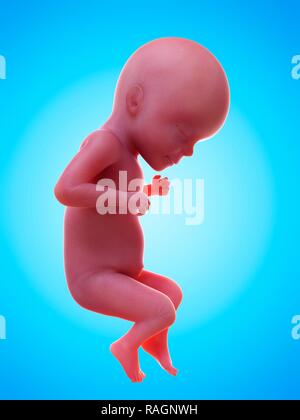Foetus at 26 weeks, artwork Stock Photo - Alamy