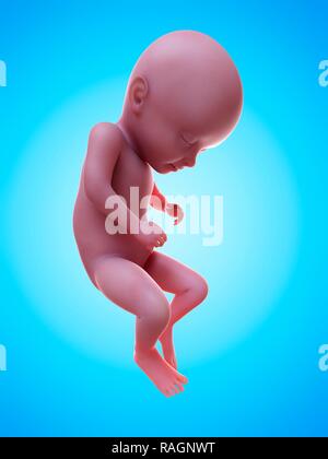 Human fetus at week 31, illustration Stock Photo - Alamy
