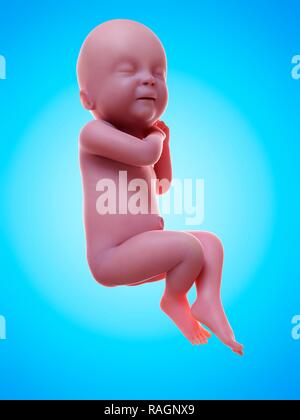 Human fetus at week 40, illustration Stock Photo - Alamy