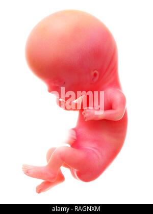 Fetal Development Week 11 Stock Photo - Alamy