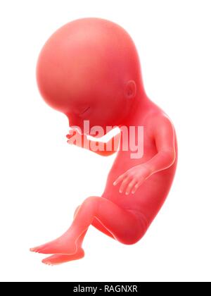Human fetus at week 14, illustration Stock Photo - Alamy