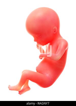 illustration of the fetal development - week 19 Stock Photo - Alamy