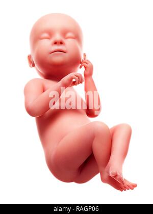 Illustration of a human foetus, week 38 Stock Photo - Alamy