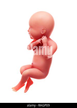 Human fetus at week 40, illustration Stock Photo - Alamy