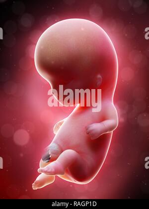 Human foetus at week 10, illustration Stock Photo - Alamy
