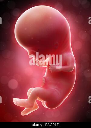 Human fetal development (week 11) computer artwork Stock Photo - Alamy
