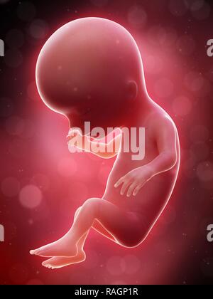 Human foetus anatomy- week 14, illustration Stock Photo - Alamy