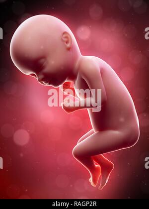 Illustration of a human foetus, week 33 Stock Photo - Alamy