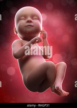 Human foetus at week 38, illustration Stock Photo - Alamy