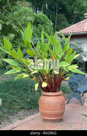 Thalia dealbata , Red Stemmed Thalia Stock Photo - Alamy