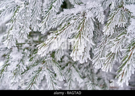 Closeup shot of spruce tree branch covered with fresh clean snow on ...