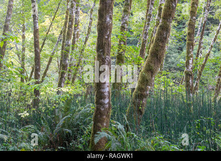 Bare red alder trees(Alnus rubra) in winter near Sitka, Alaska Stock ...