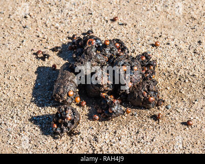 coyote scat feces with undigested wild seeds Stock Photo - Alamy