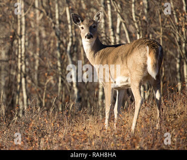 White-tailed doe in a northern Wisconsin field Stock Photo - Alamy