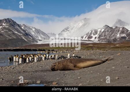 Seals on a beach with mountain backdrop in Scotland Stock Photo - Alamy
