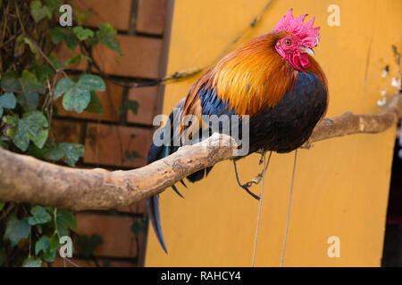 A fat rooster waits around in Sapa, Vietnam Stock Photo - Alamy
