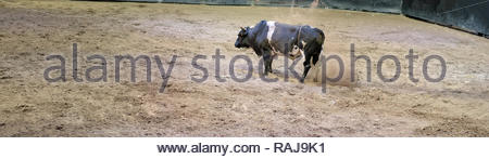 An Angry Bull pawing the ground Stock Photo: 30422375 - Alamy