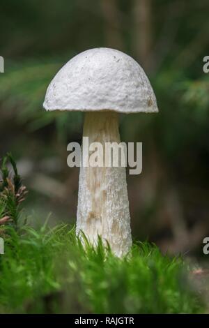 Edible mushroom Leccinum holopus in the wet birch forest. Known as ...