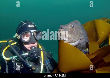 Diver and Lumpsucker (Cyclopterus lumpus), female, Barents Sea, Russia ...