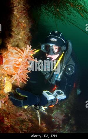 Stomphia coccinea sea anemone Stock Photo - Alamy