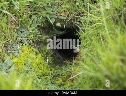 One of many small mammal holes found close to a wetland habitat Feb. 13 ...