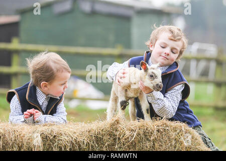 Children and new-born lambs in a lambing shed Stock Photo - Alamy