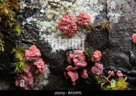 Red Tree Brain Fungus (Peniophora rufa) Fungi Stock Photo - Alamy