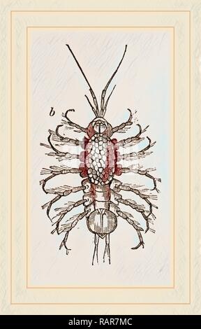 Freshwater woodlouse, Waterlouse, Aquatic sowbug, Water hoglouse ...