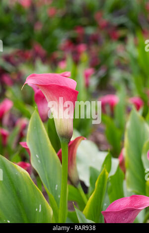 Zantedeschia Captain Promise. Calla lily / Arum lily Stock Photo - Alamy